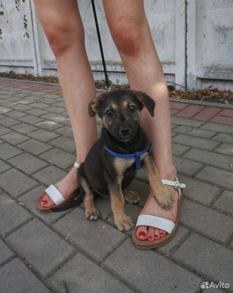 Булочка ищет добрые руки