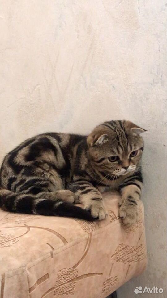 Шотландская