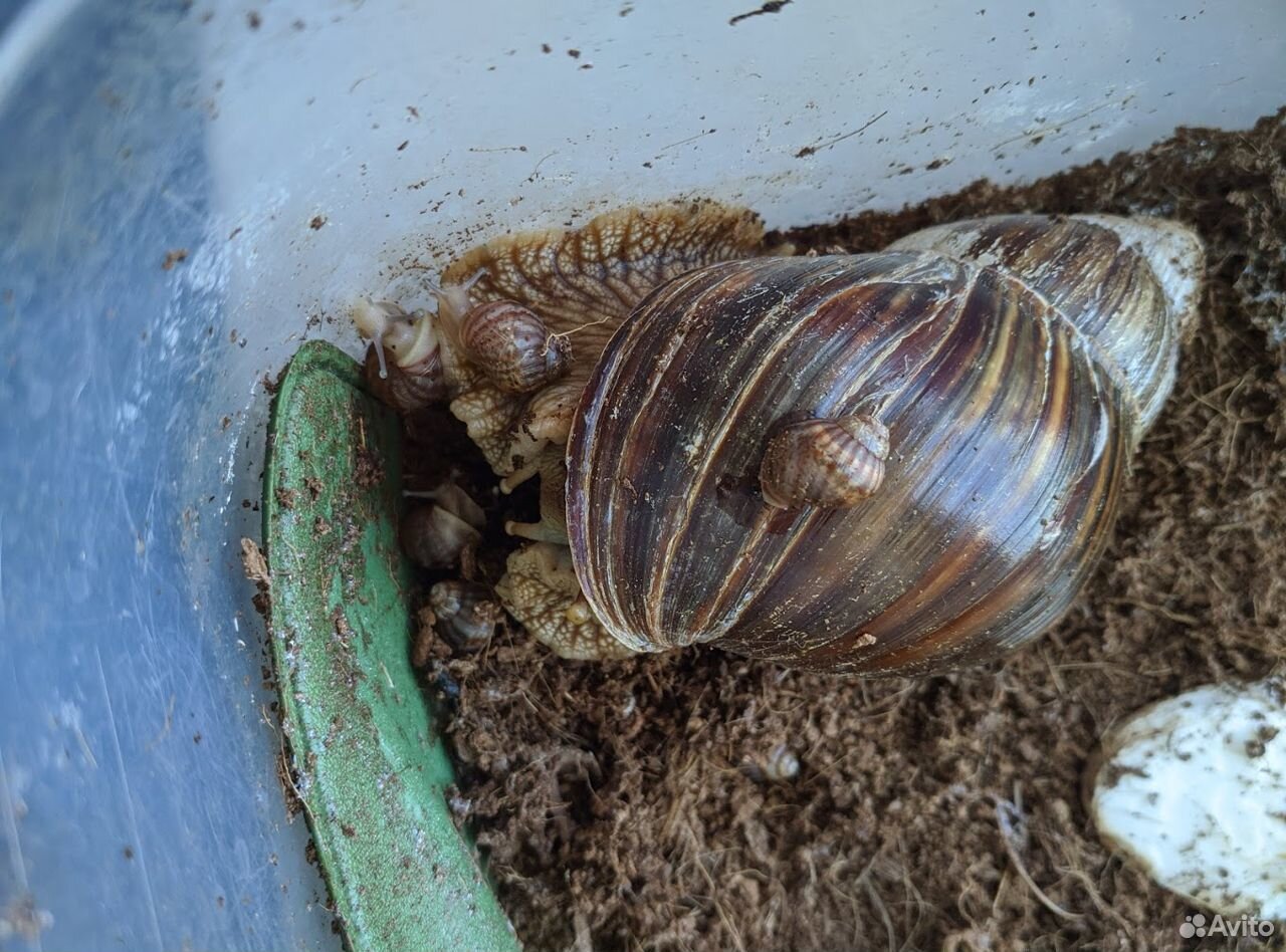 Отдаю маленьких улиток ахатинов