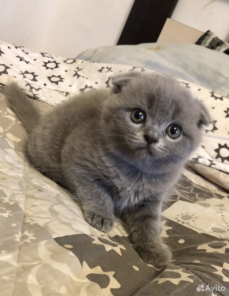 Скотиш Фолд малышка