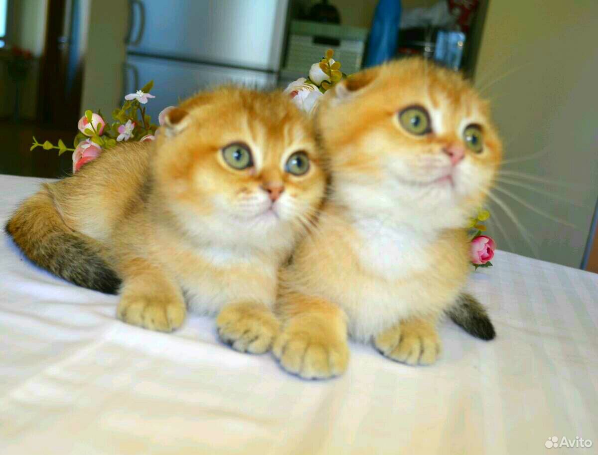 Котятки Шотландские, Золотые Тиккированные