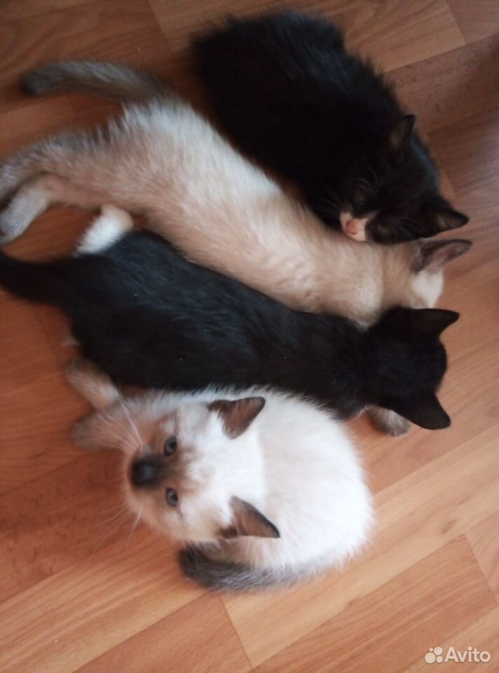 Котята