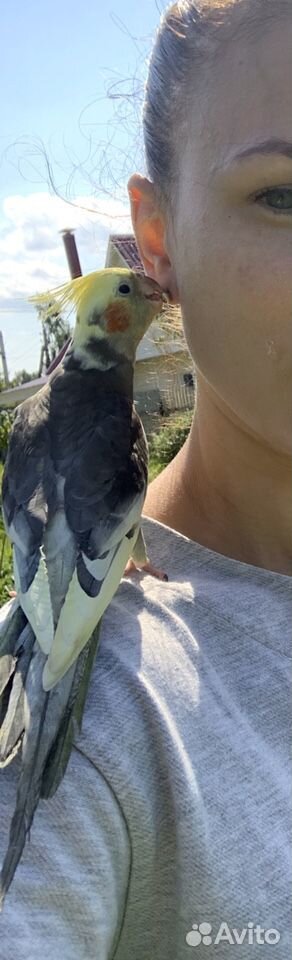 Корелла, самец 9 мес, выкормыш