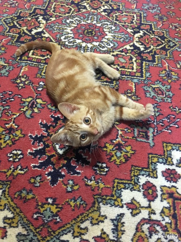 Котёнок
