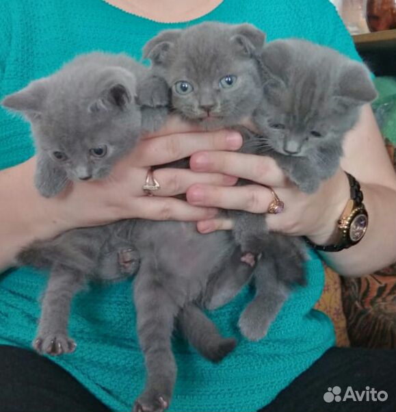Котята Британцы