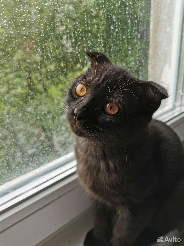 Кот шотландец