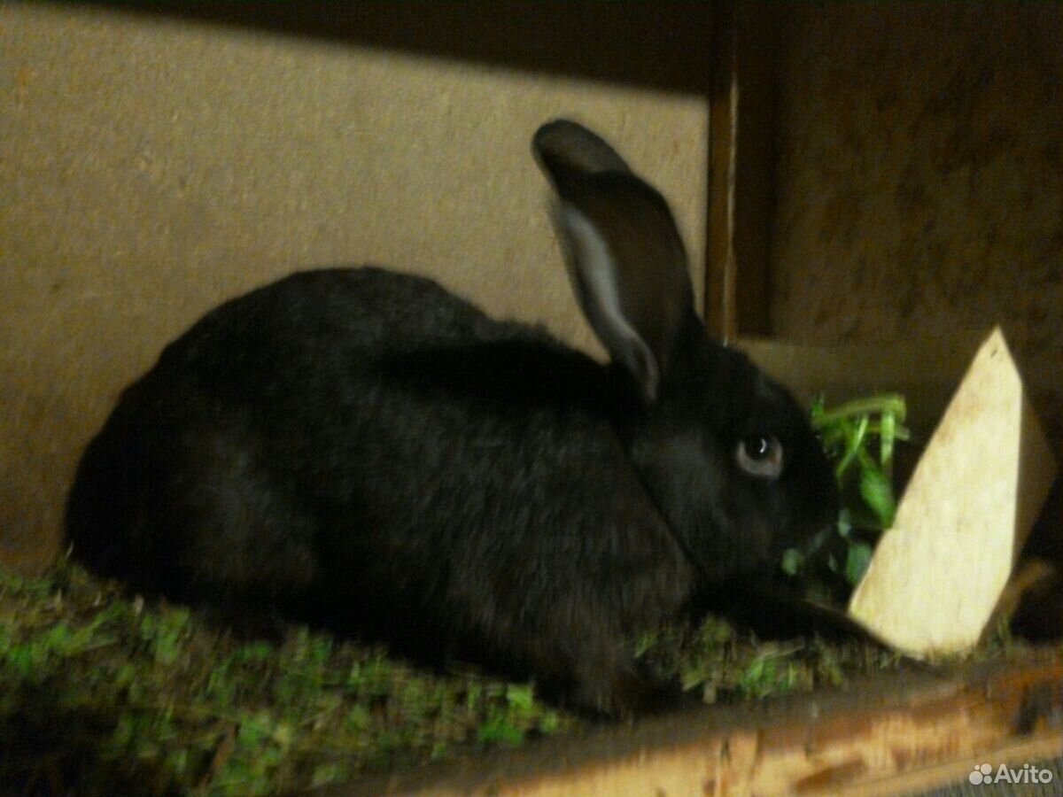 Крол для разведения