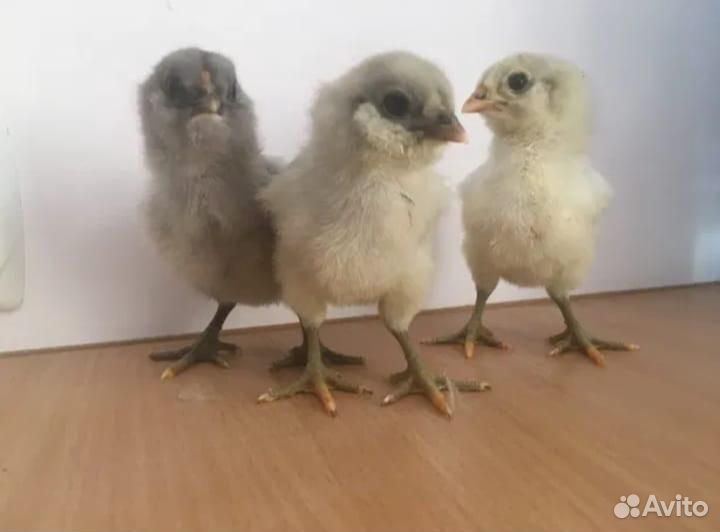 2х недельные амераукана