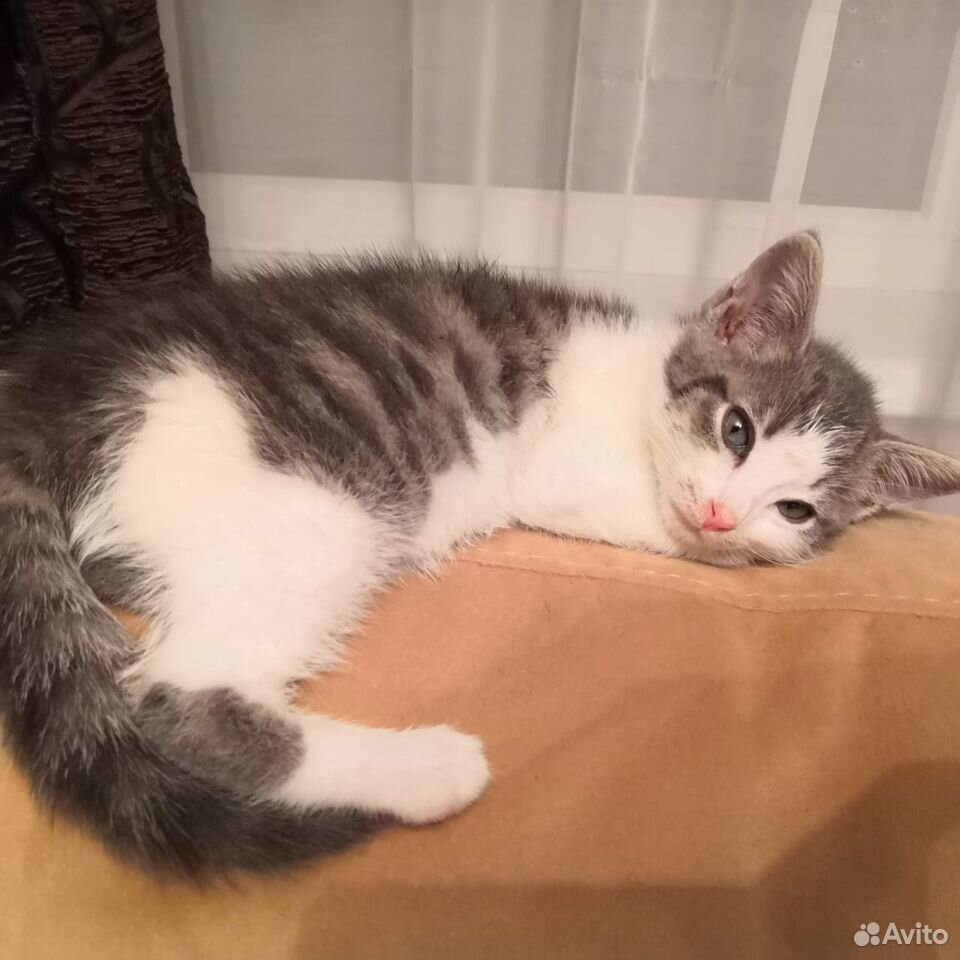 Котенок мальчик Пончик 2 мес