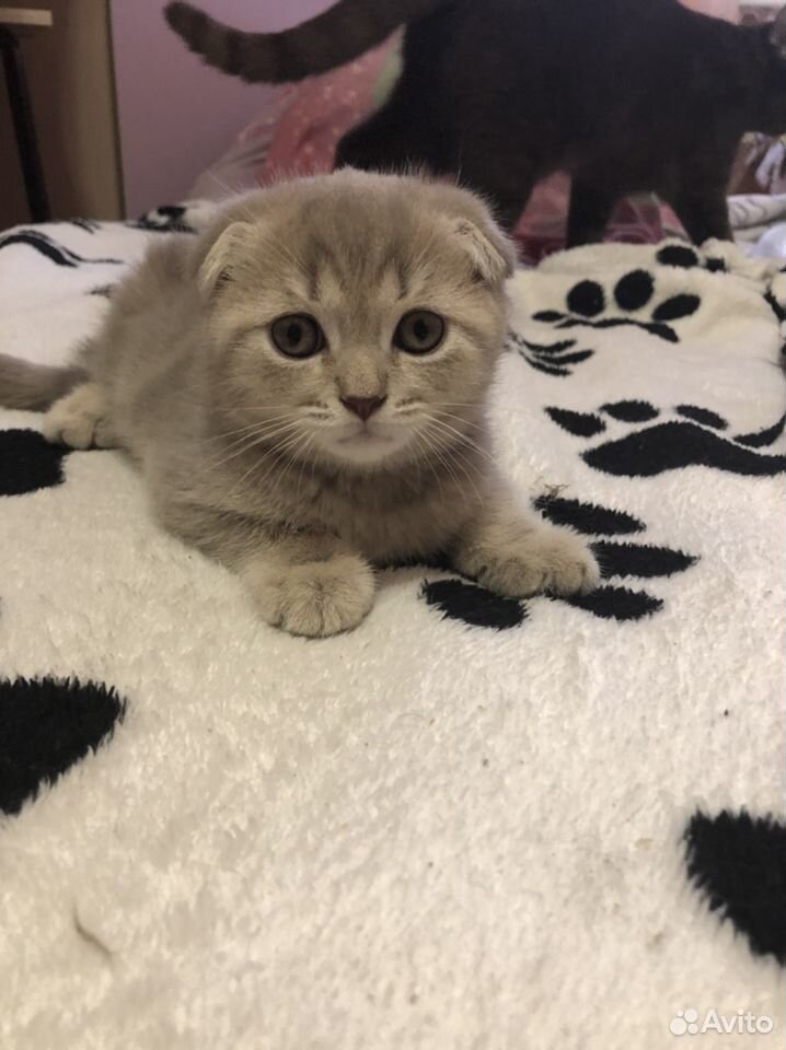 Шотландская