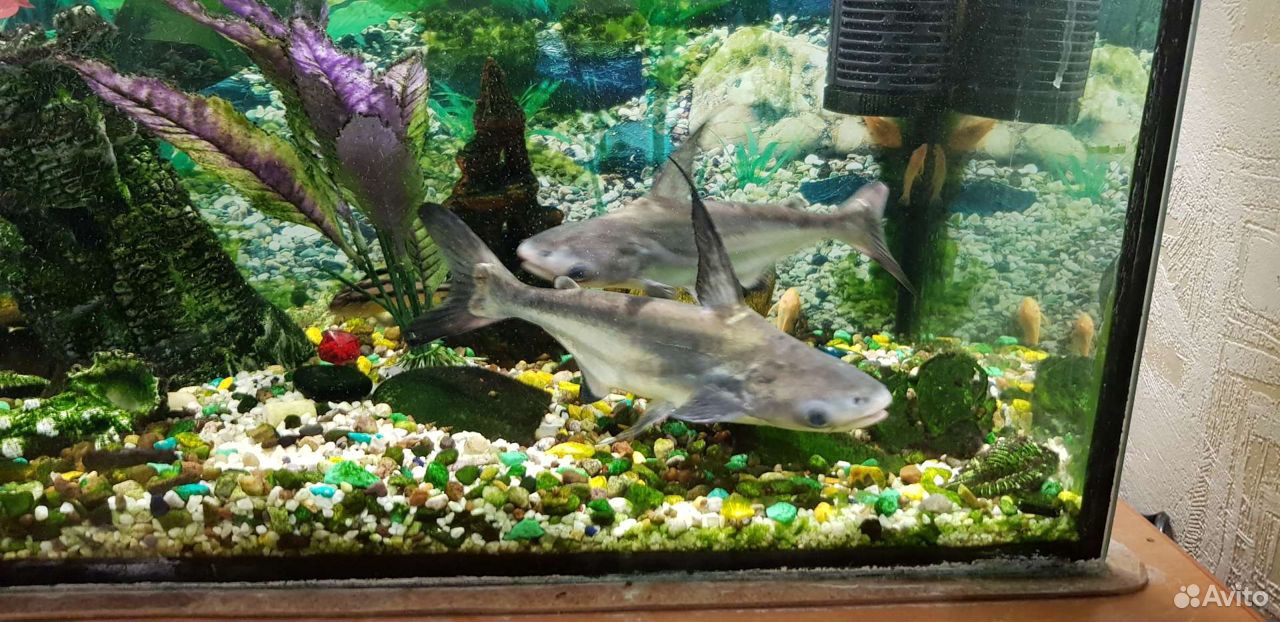 Акулий пангасиус