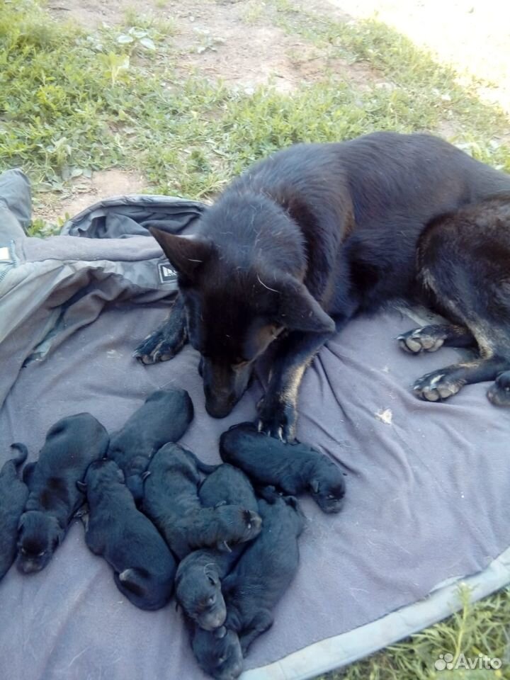 Продаю щенят Европейской овчарки