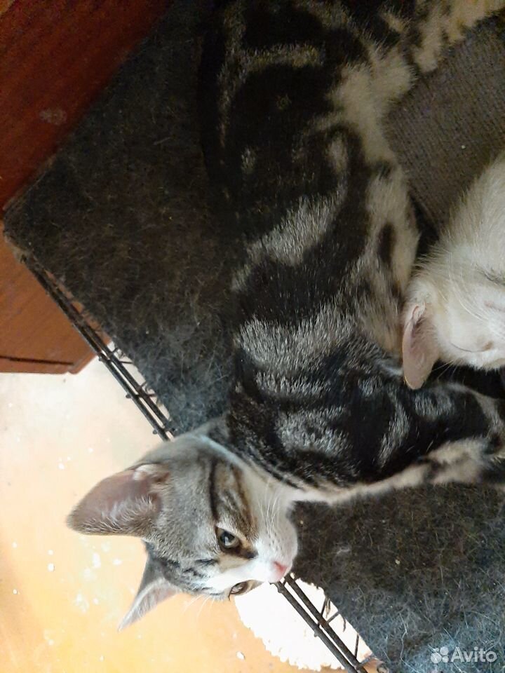 Котенок Сема нежный гладкошерстный мальчик 2 месяц