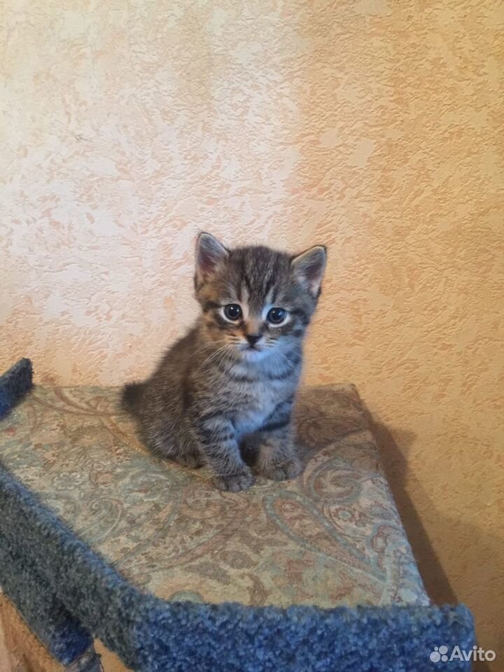 Замурчательное счастье