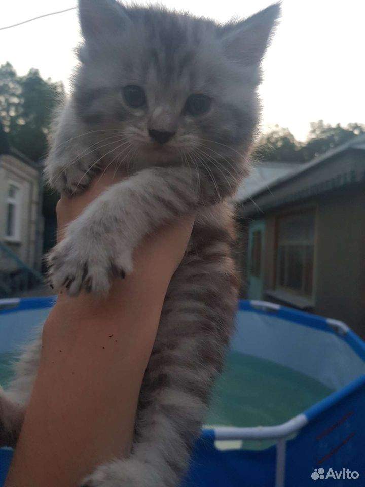 Кошка