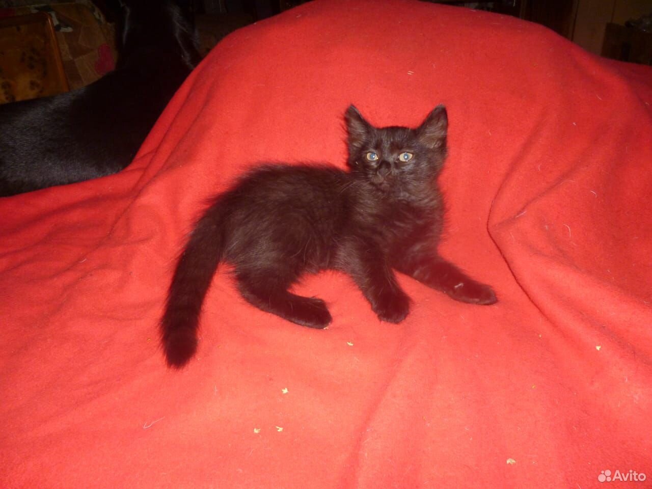 Котенок черный девочка 2мес пушистая