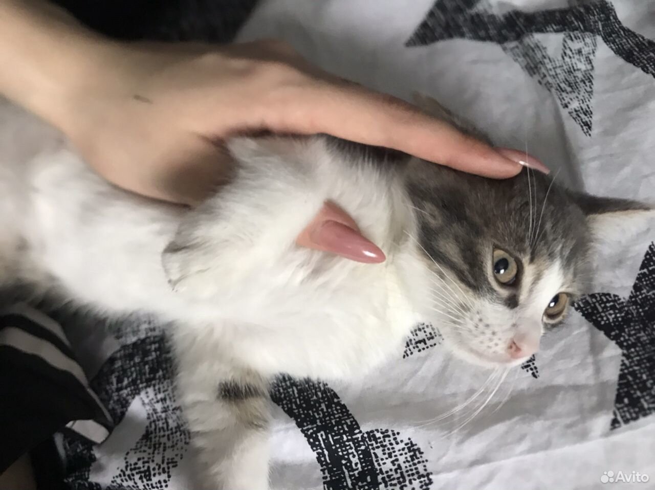 Кот