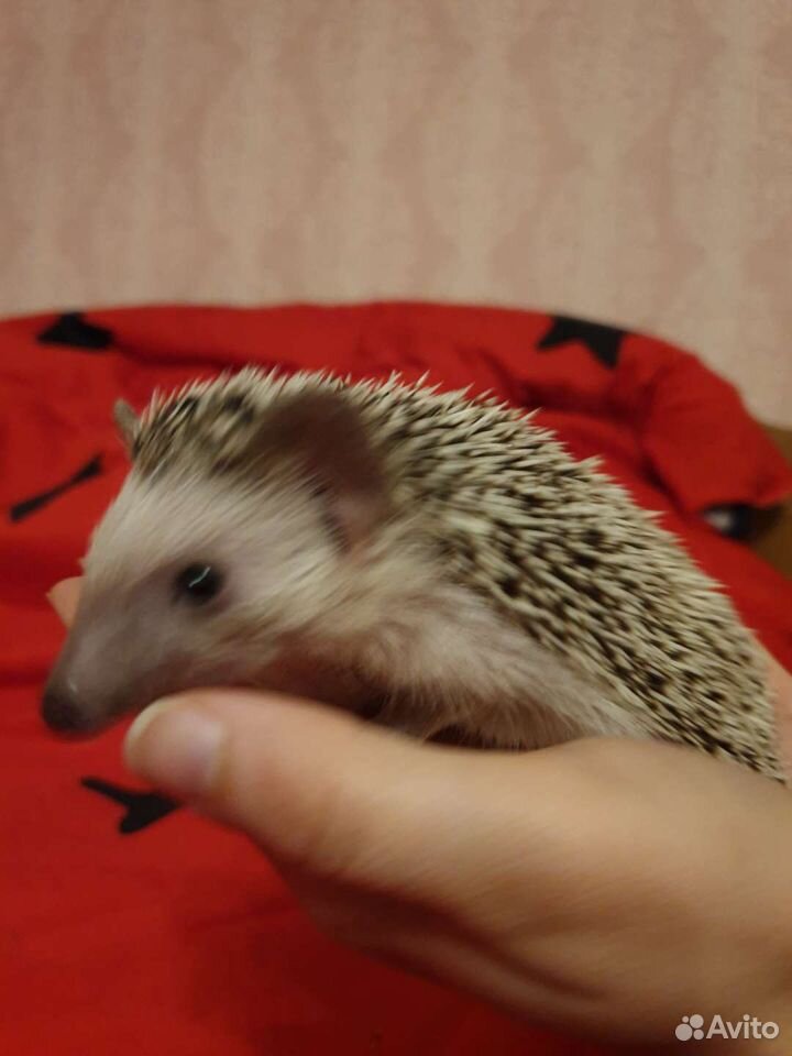 Африканский ёж