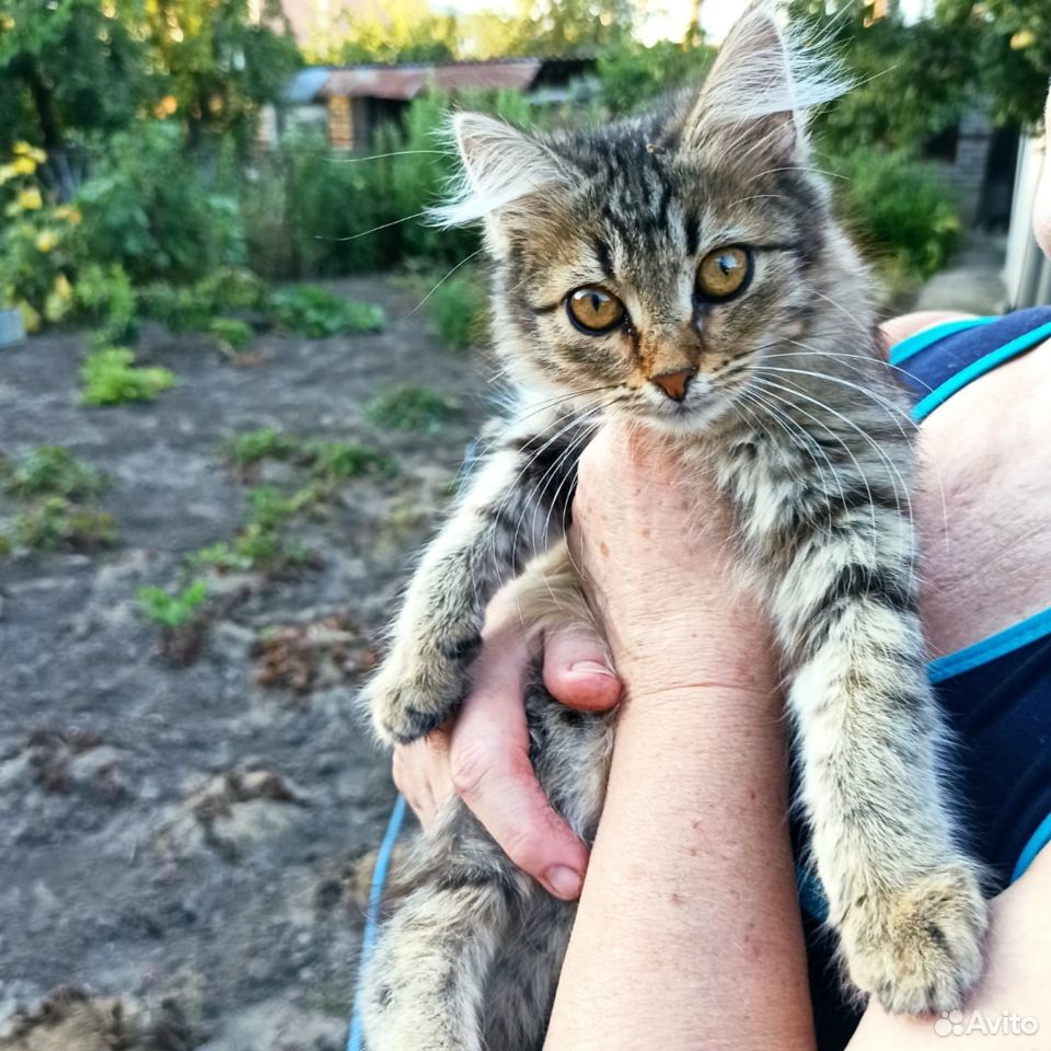 Тигровые котята в добрые руки