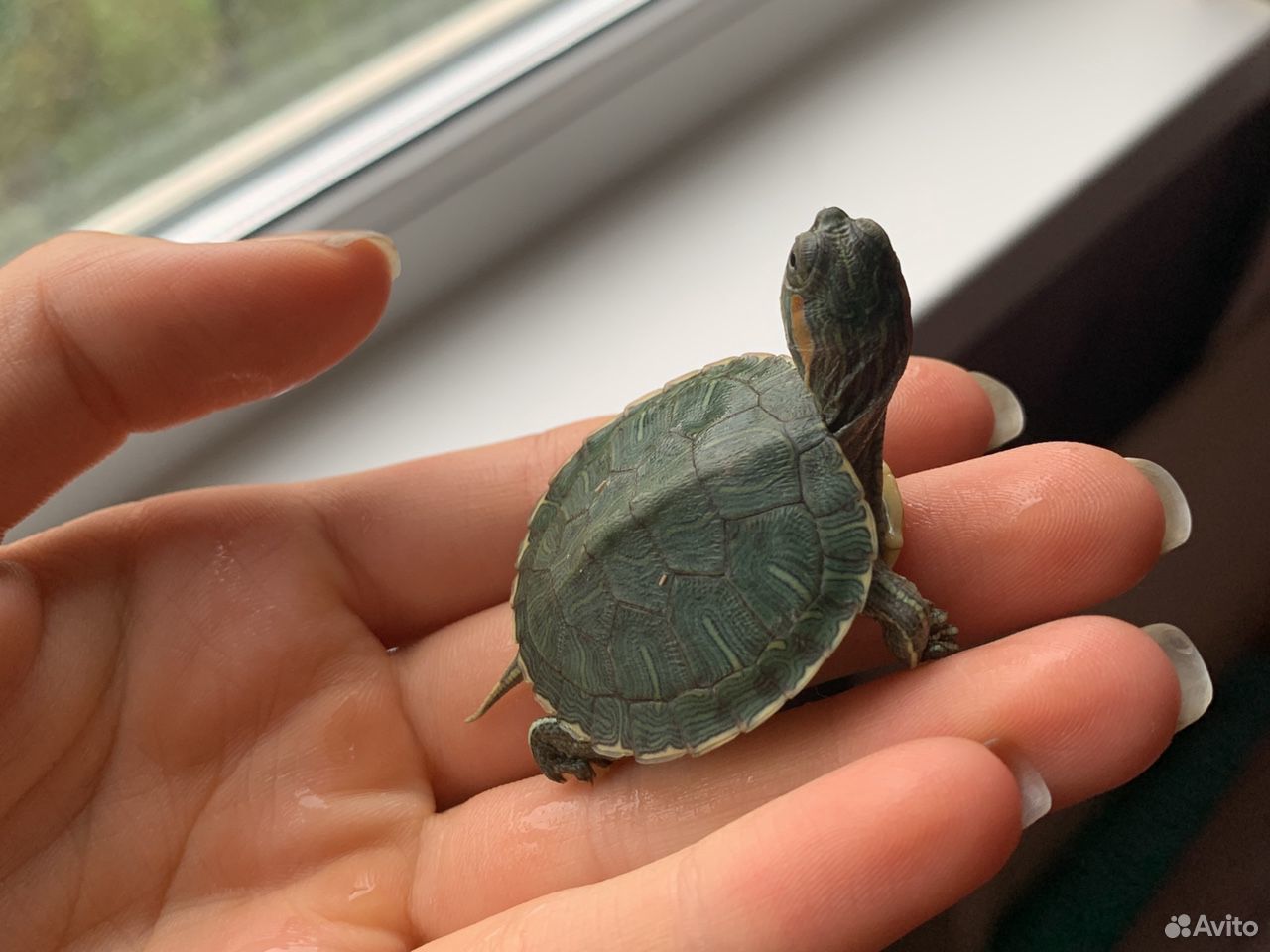 Красноухая черепашка