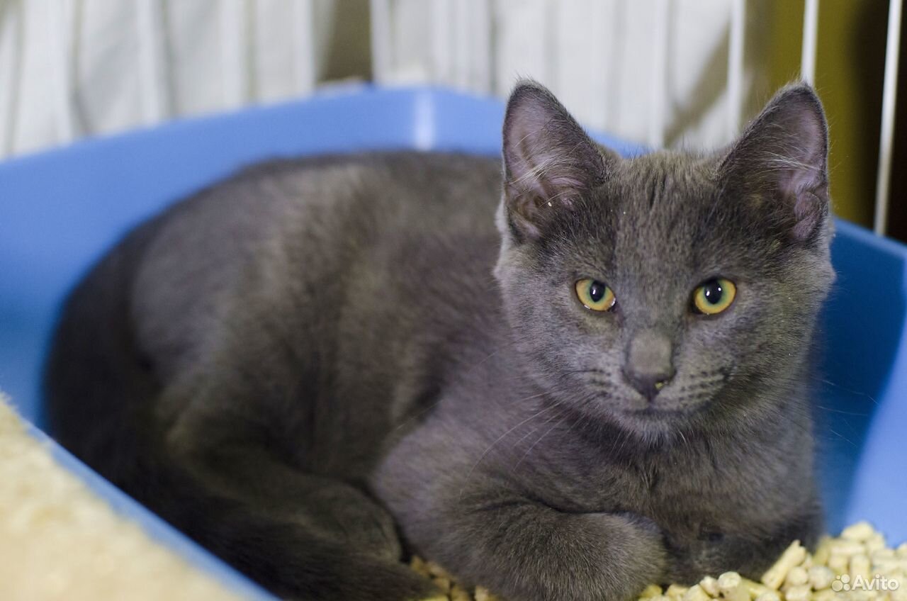 Котенок Бруно