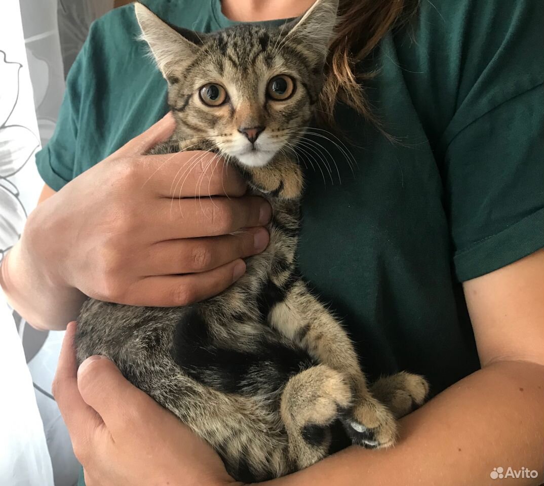 Котята в надежные руки