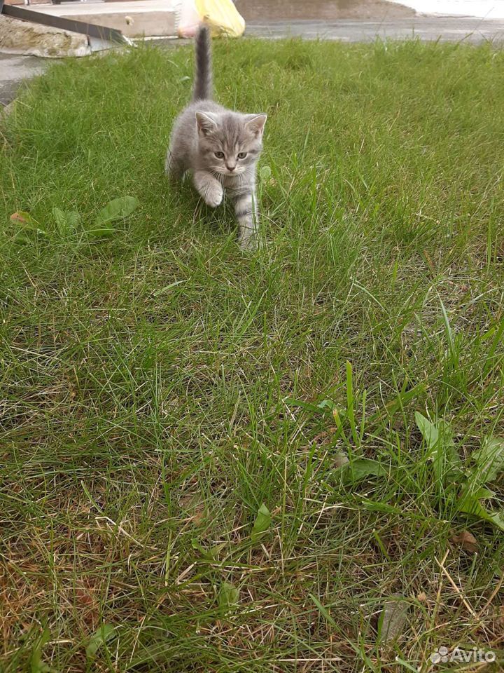 Кошечка шотландка