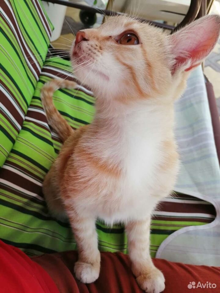 Котик