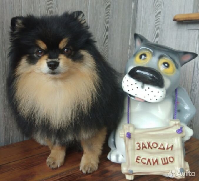 Вязка Шпиц