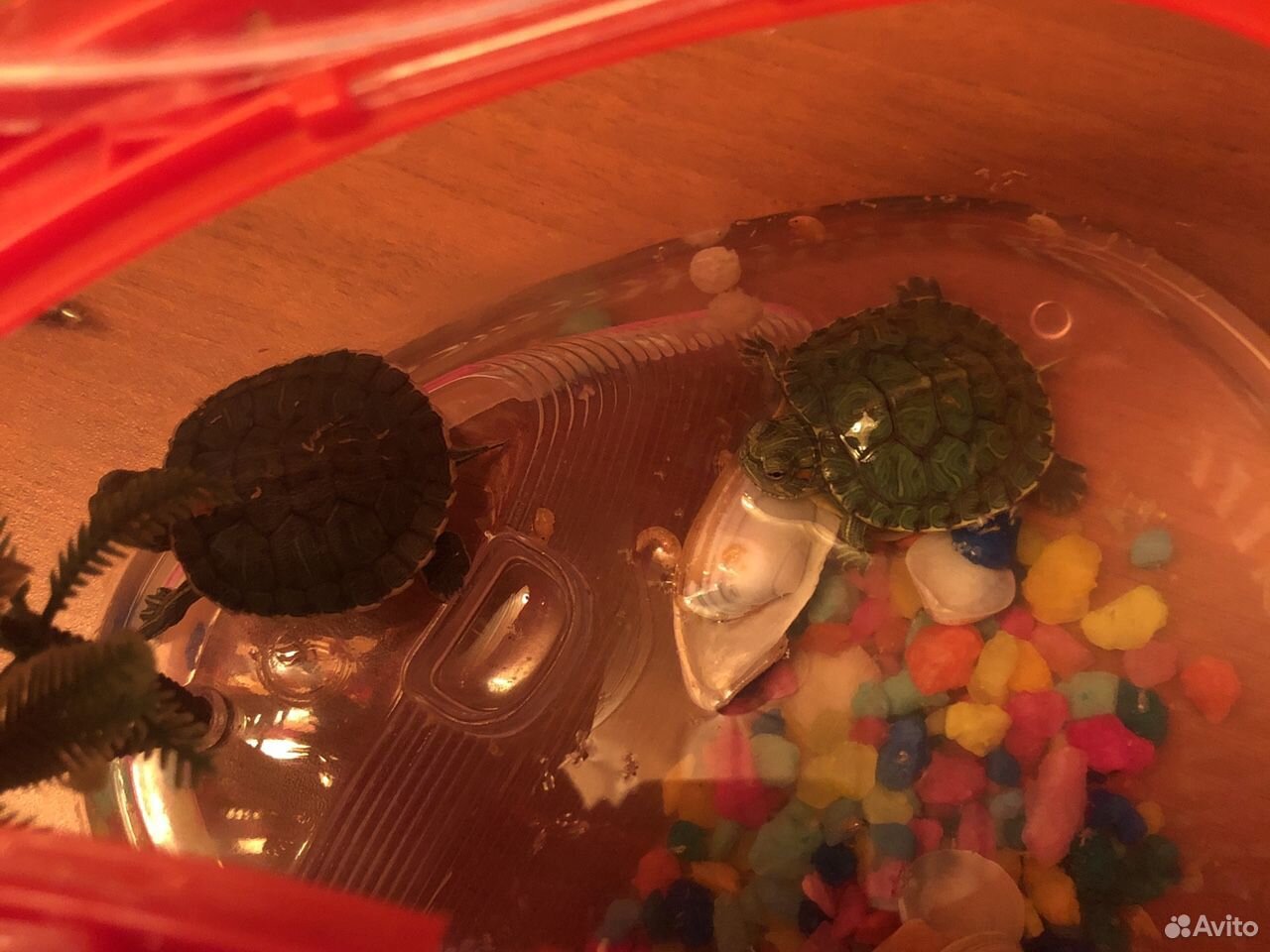 Черепахи мальчик девочка привезли из Крыма