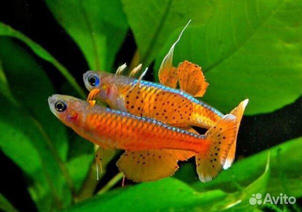 Псевдомугил паскай ред неон