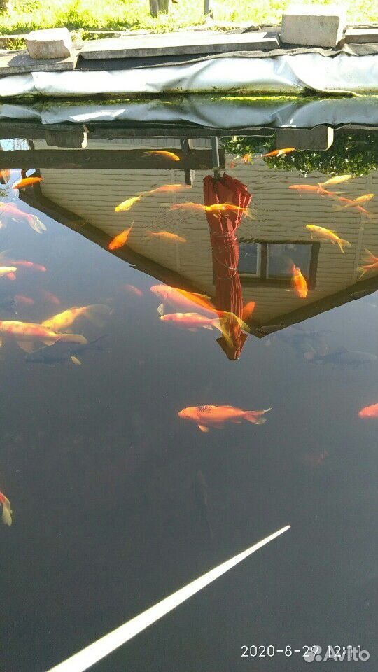 Карась цветной годовалый