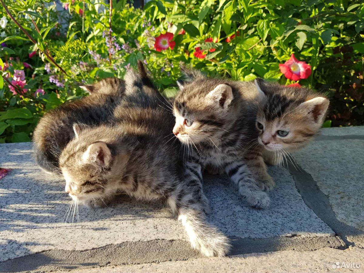 Котята пушистики