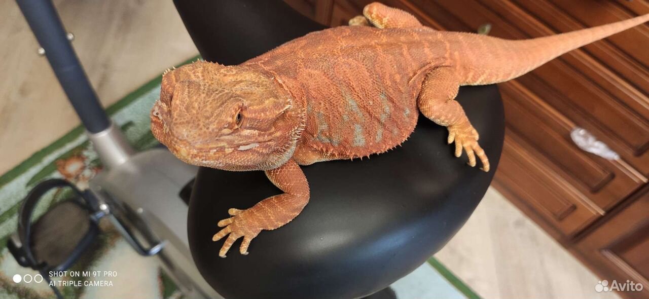 Малыши бородатой агамы