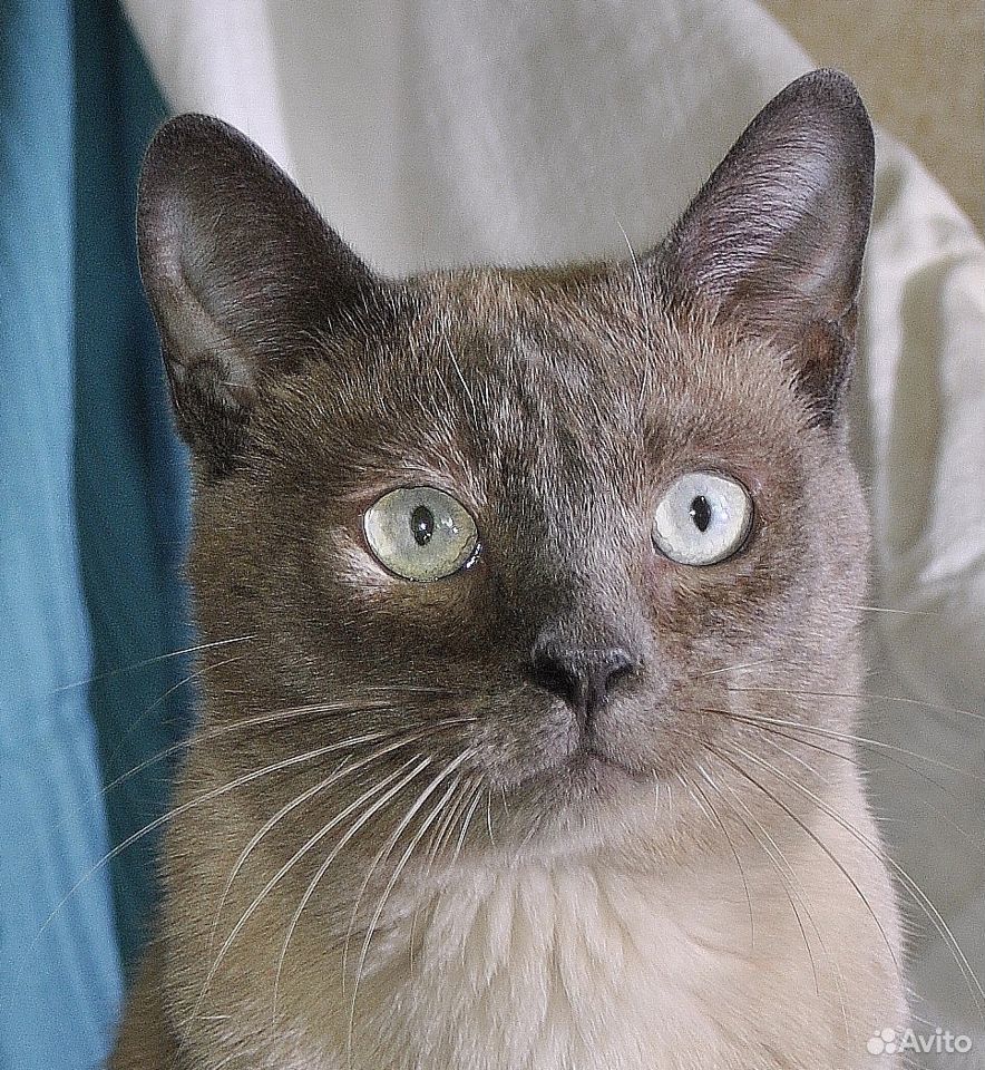 Митя 1.5 года бурма в дар