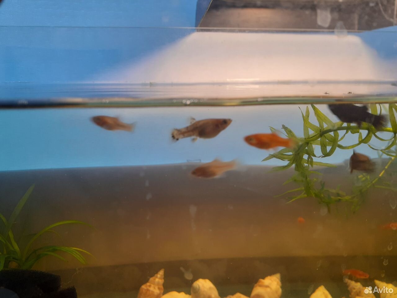 Пецилии,моллинезии,меченосцы