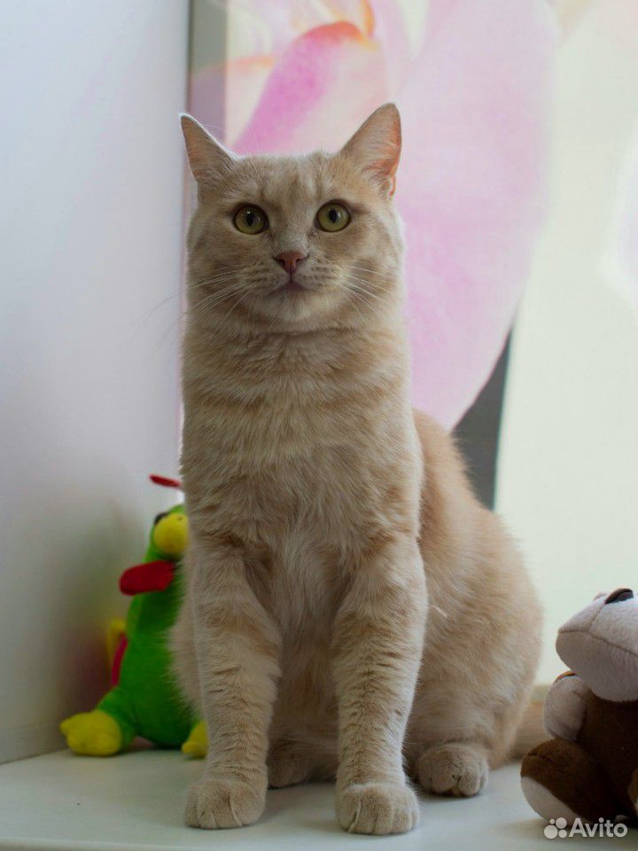 Нежный и ласковый Гарик ищет дом