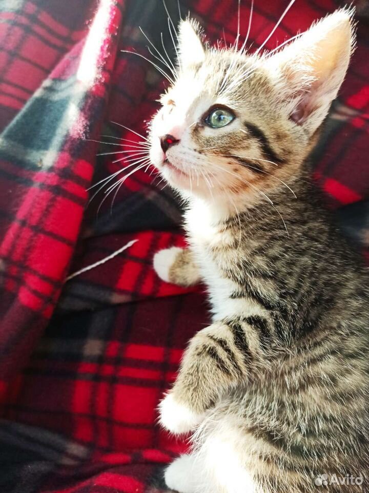 Кошка, котнок