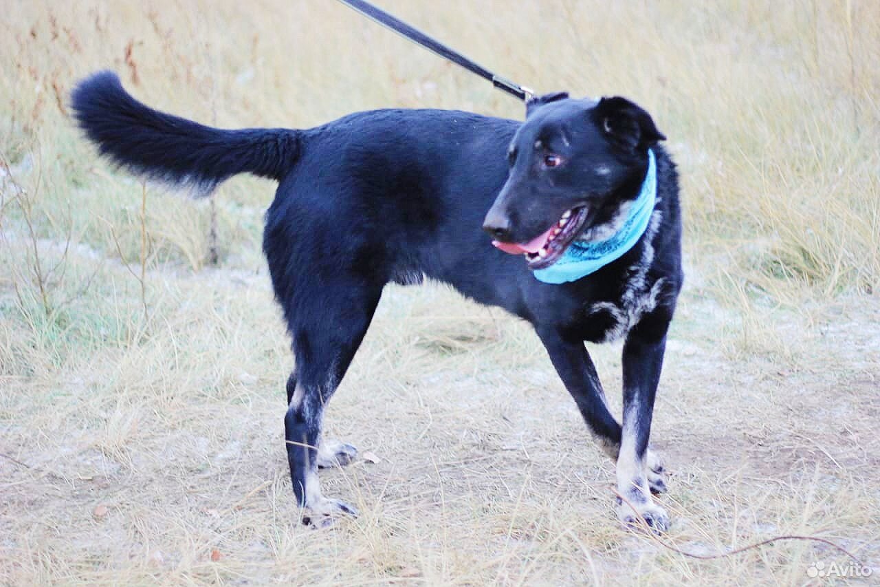 Умная собака в загородный дом, коттедж