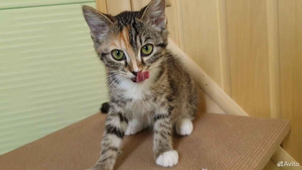 Котёнок Луша в добрые руки