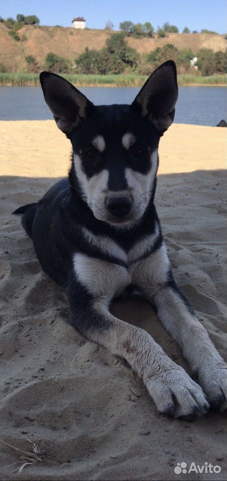 Отдам щенка