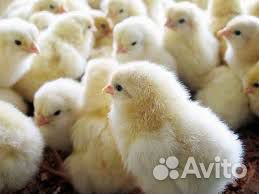 Бройлеры кобб 500