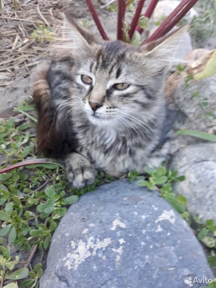 Котик в поисках семьи
