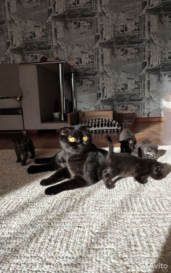 Шотландские котята