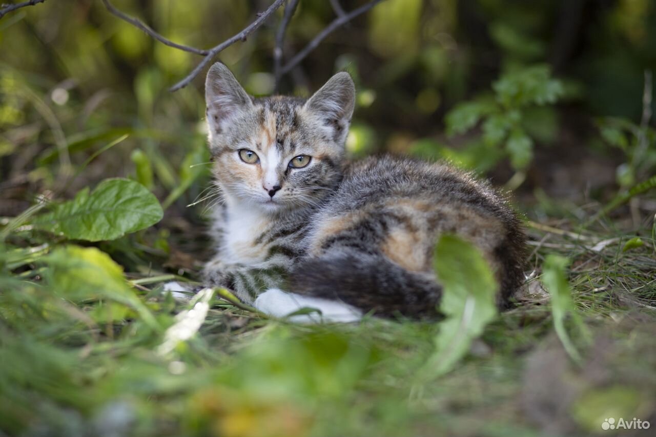 Истинная леди в добрые руки