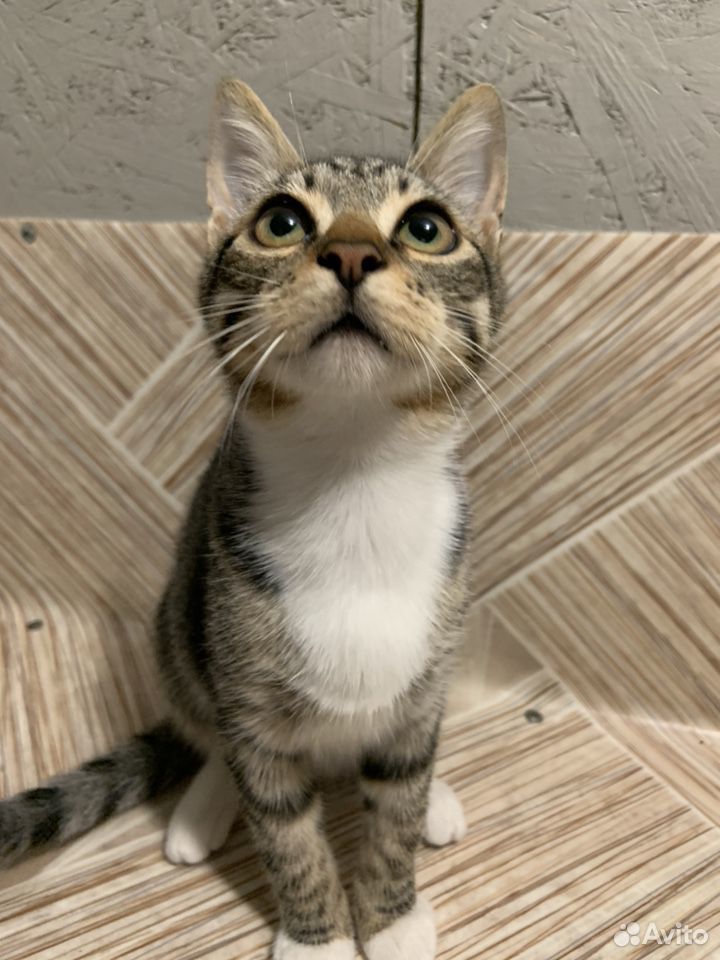 Котик Лютик 6 месяцев