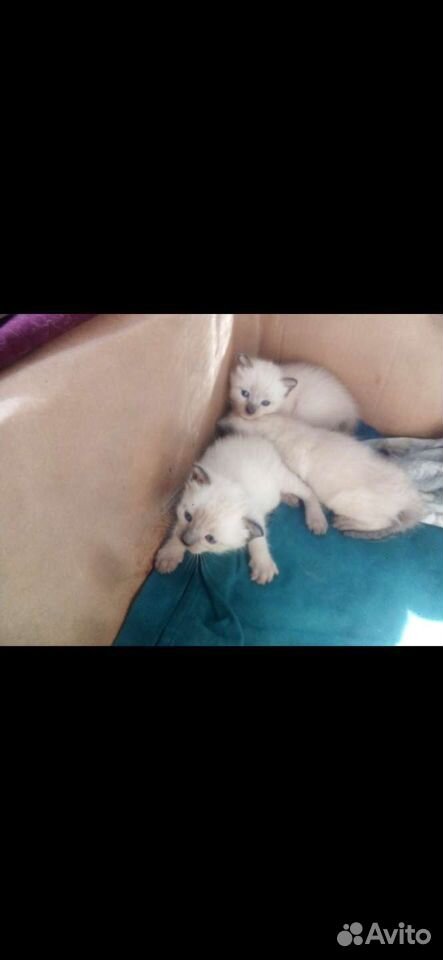 Сиамский котенок