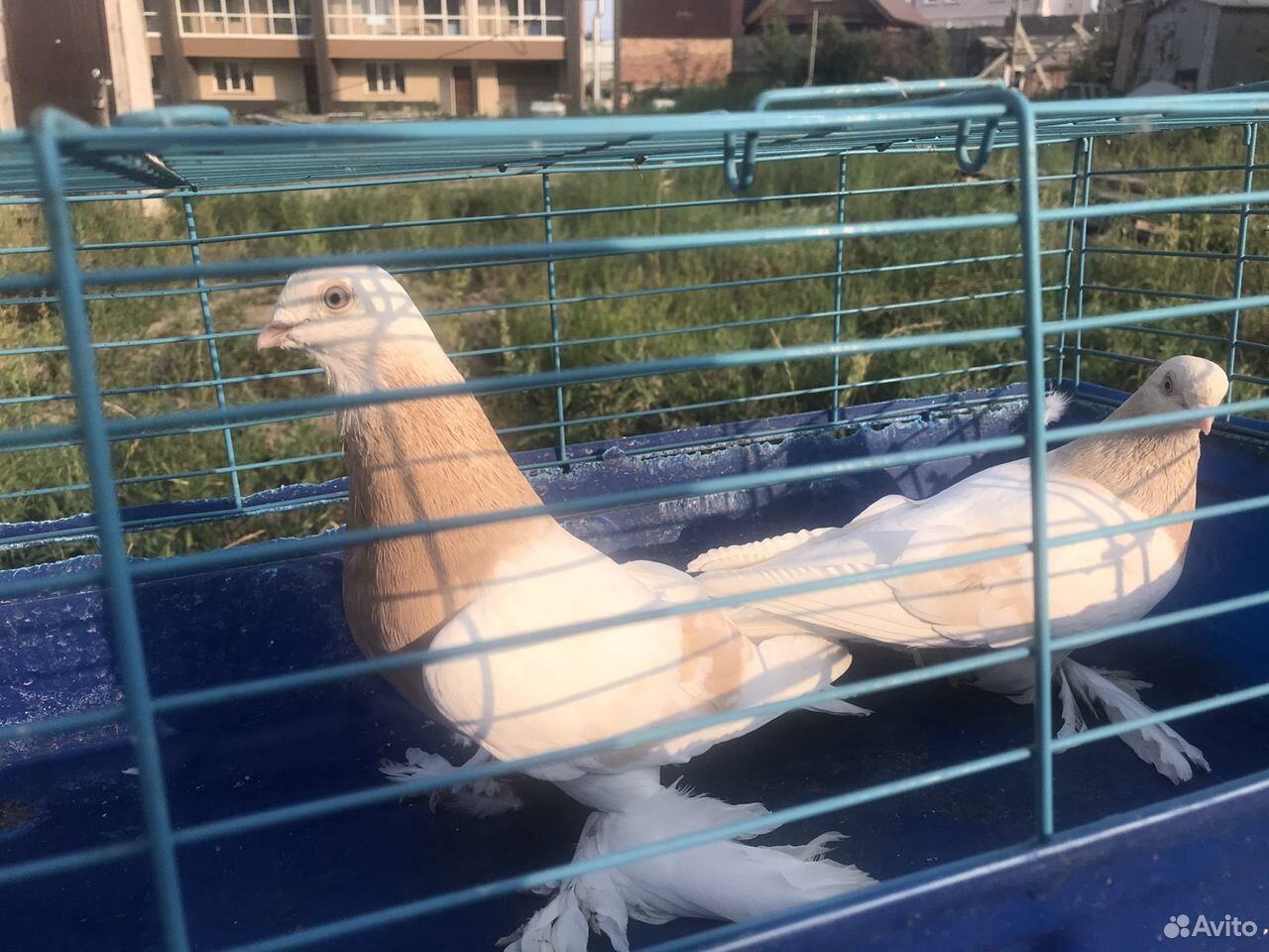 Голуби Агараны