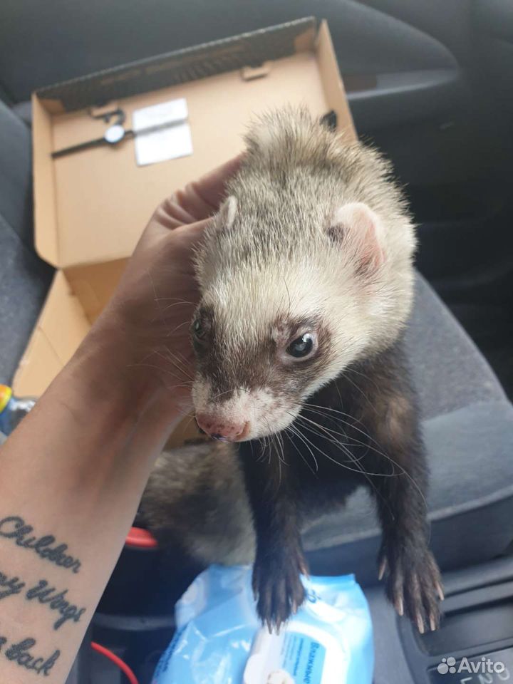 Найден Хорек мальчик