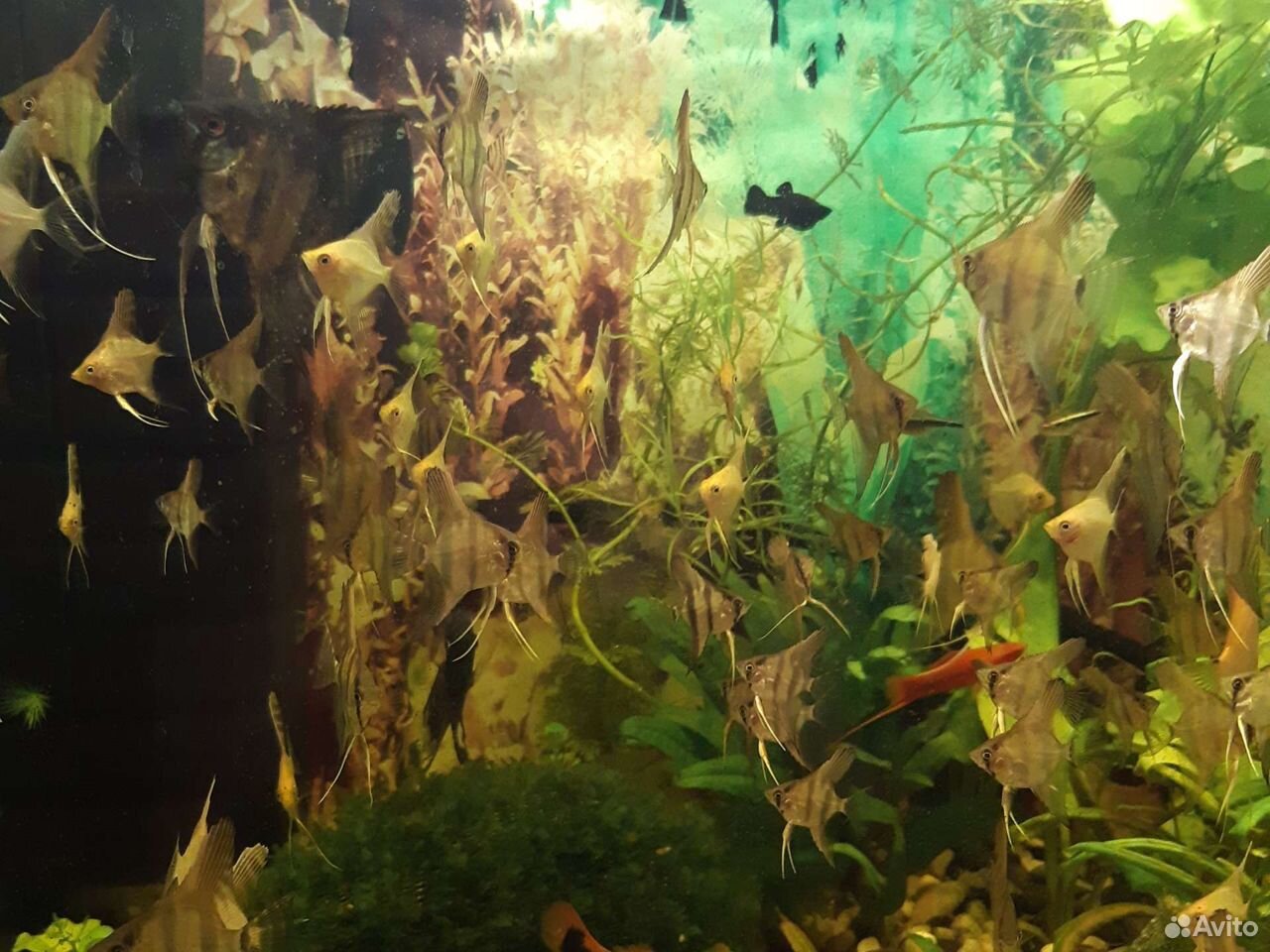 Подростки Скалярии